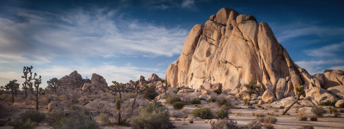 Salve | Organic Skin Healing - Joshua Tree – the JTree Life